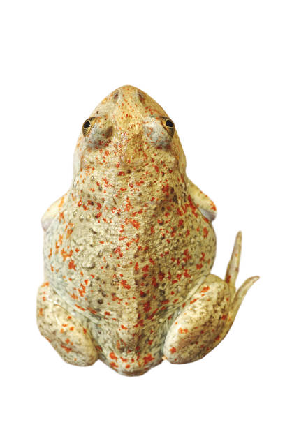 90 Sapo De Espuelas Fotos Fotografías De Stock Fotos E Imágenes