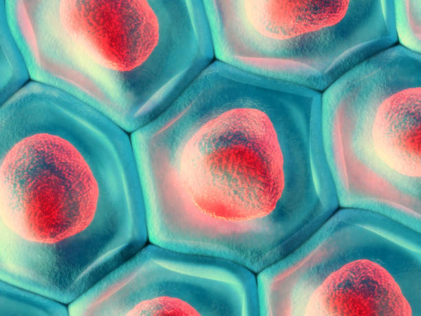 Human Cells Pictures | Download Free Images on Unsplash