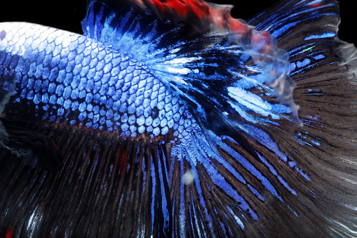 Betta 샴 싸우는 물고기의 클로즈업 가축에 대한 스톡 사진 및 기타 이미지 가축 감금 상태 검은색 Istock