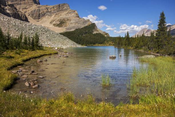 moose-lake Premium Photos, Pictures and Images by Istock