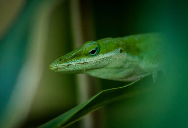 Free Stock Photo of Green Anole Lizard Eye macro | Download Free Images ...