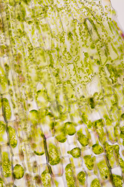 Cell structure Hydrilla, view of the leaf surface showing plant cells ...