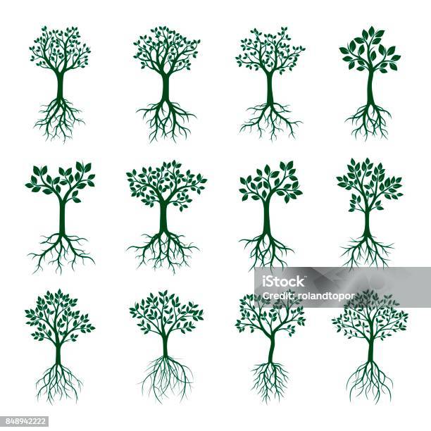 Ensemble Darbres Verts Dont Les Racines Illustration Vectorielle