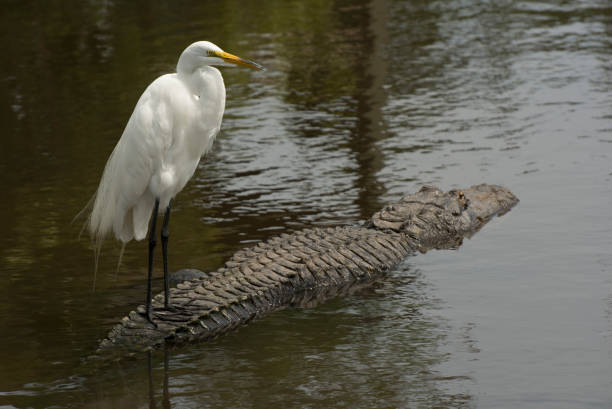 Free picture: egrets, alligator
