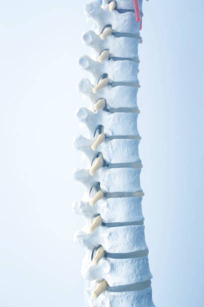 Human spine vertebra spinal column medical teaching model showing bones ...