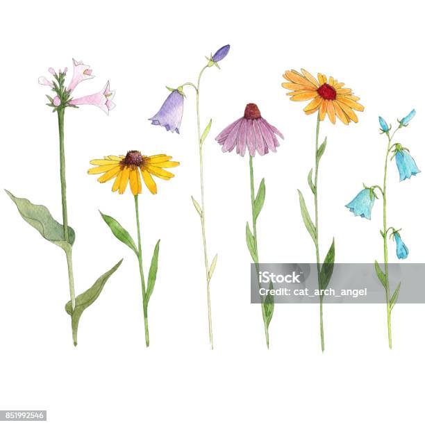 Ensemble Daquarelle Dessin De Fleurs Vecteurs Libres De Droits Et Plus