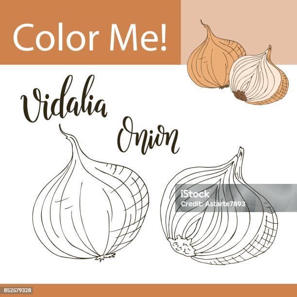 Coloriage De Léducation Avec Des Légumes Main Sur Vector Illustration