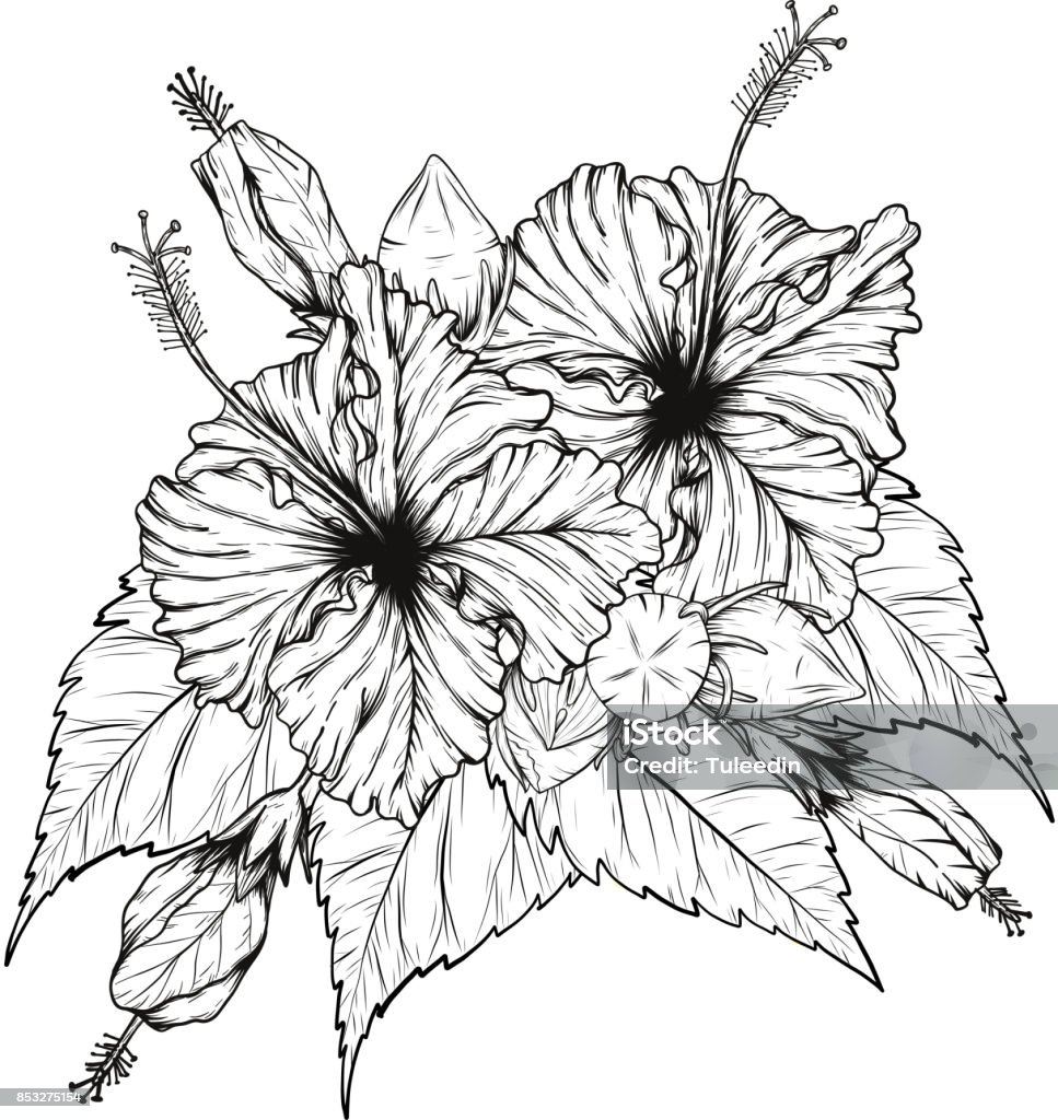 Hibiscus Flower Vector By Hand Drawing Stock Illustration Download