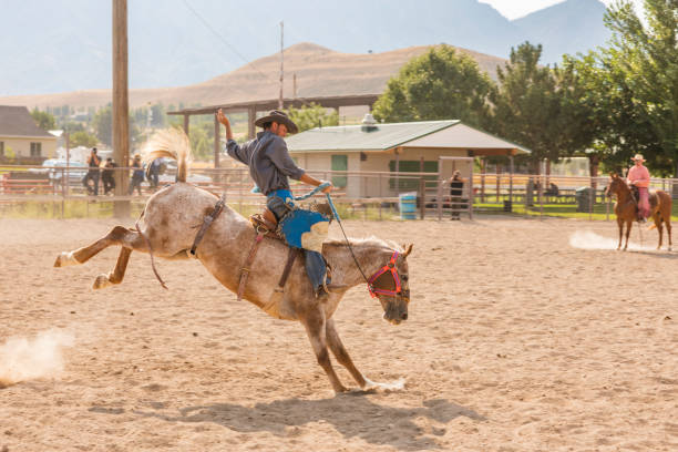 Bucking Horse Pictures | Download Free Images on Unsplash