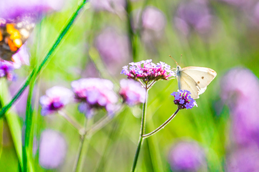 Eupatorium Purpureum En 프랑스 동부 표준시 Papillon 유자 0명에 대한 스톡 사진 및 기타 이미지