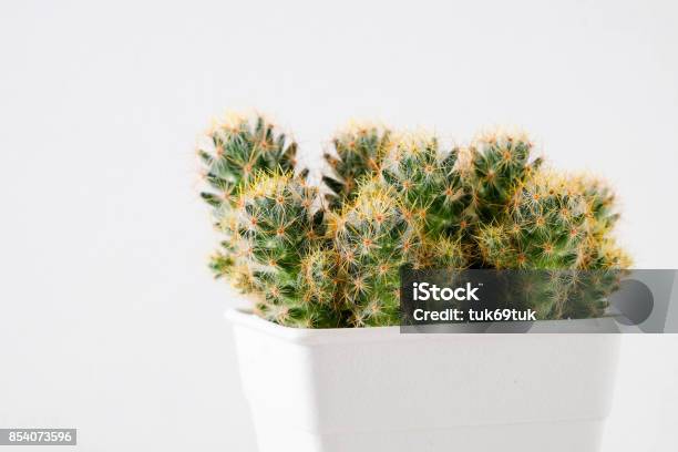 Succulents 또는 선반에 흰색 배경 위에 콘크리트 냄비에 선인장 나무에 대한 스톡 사진 및 기타 이미지 나무 동기