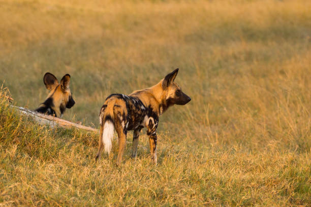 Free Stock Photo of African Wild Dog standing in grassland | Download ...