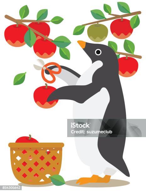 Adelie 펭귄 사과 따기 과일에 대한 스톡 벡터 아트 및 기타 이미지 과일 등장인물 벡터 Istock
