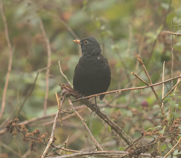Black Bird Pictures | Download Free Images on Unsplash