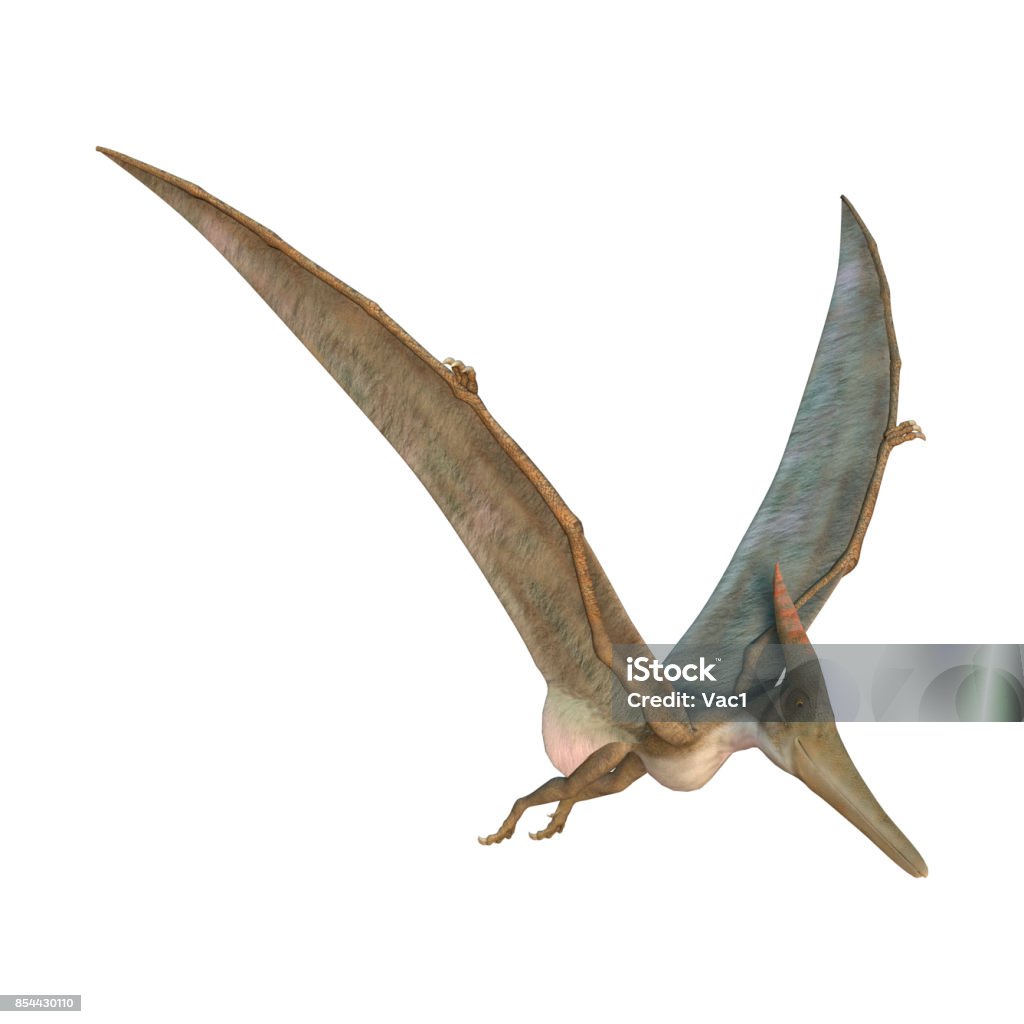 3d 렌더링 Pteranodon 화이트에 프테라노돈에 대한 스톡 사진 및 기타 이미지 프테라노돈 0명 고생물학 Istock