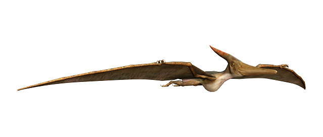 3d 렌더링 Pteranodon 화이트에 0명에 대한 스톡 사진 및 기타 이미지 0명 3차원 형태 고생물학 Istock