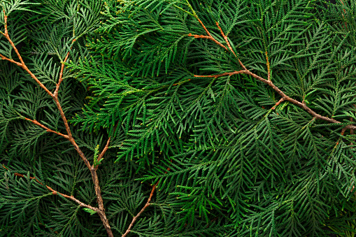 Thuja 녹색 나무 가지 배경 사이프러스에 대한 스톡 사진 및 기타 이미지 사이프러스 접사 촬영 0명 Istock