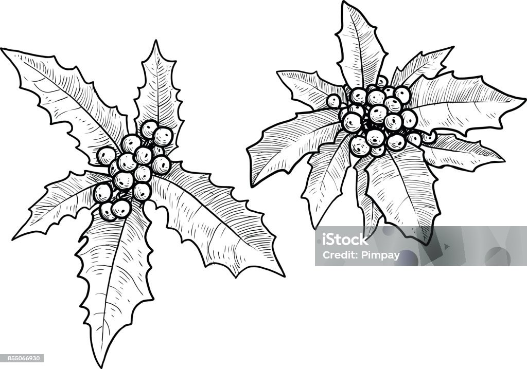 Ilustrasi Holly Berry Gambar Ukiran Tinta Seni Garis Vektor Ilustrasi