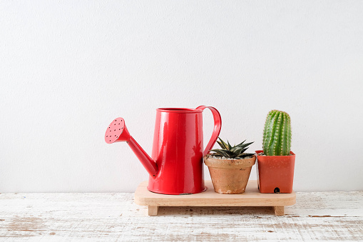 Succulents 또는 선반에 흰색 배경 위에 콘크리트 냄비에 선인장 나무에 대한 스톡 사진 및 기타 이미지 나무 동기
