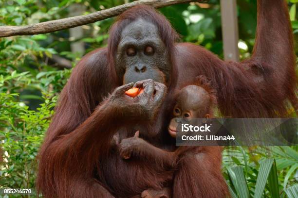 Singapore Zoo Tempat Kita Bertemu Dengan Salah Satu Makhluk Alam Foto ... Singapore Zoo Tempat Kita Bertemu Dengan Salah Satu Makhluk Alam Foto ...