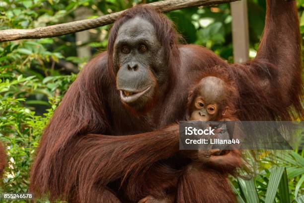 Singapore Zoo Tempat Kita Bertemu Dengan Salah Satu Makhluk Alam Foto ... Singapore Zoo Tempat Kita Bertemu Dengan Salah Satu Makhluk Alam Foto ...