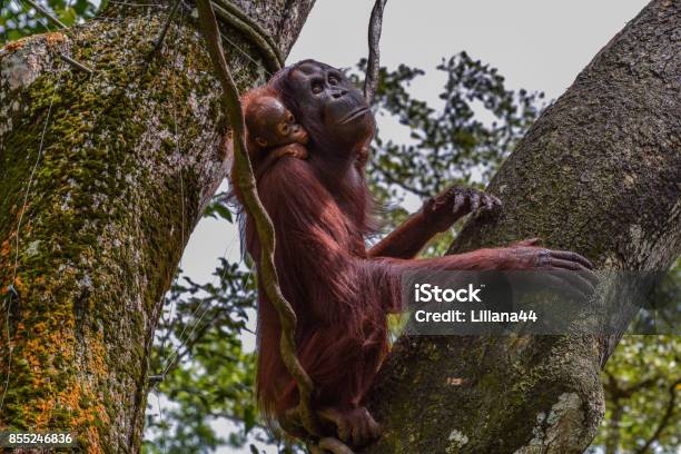 Singapore Zoo Tempat Kita Bertemu Dengan Salah Satu Makhluk Alam Foto ... Singapore Zoo Tempat Kita Bertemu Dengan Salah Satu Makhluk Alam Foto ...