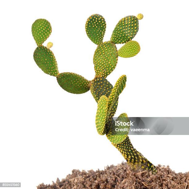 Opuntia 캐터스 흰색 바탕에 흰색 배경 0명에 대한 스톡 사진 및 기타 이미지 0명 과일 나무 Istock
