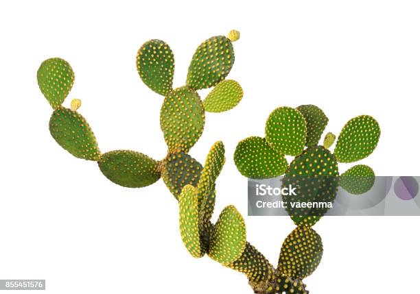 Opuntia 캐터스 흰색 바탕에 흰색 배경 0명에 대한 스톡 사진 및 기타 이미지 0명 과일 꽃가루 Istock