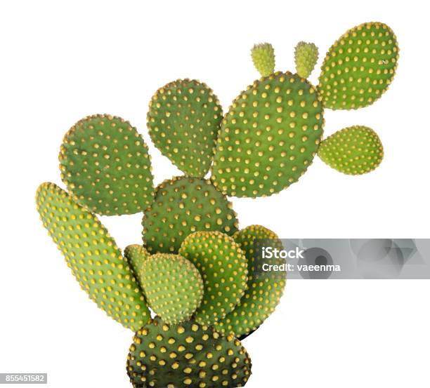 Opuntia 캐터스 흰색 바탕에 흰색 배경 0명에 대한 스톡 사진 및 기타 이미지 0명 과일 노래방기계 Istock