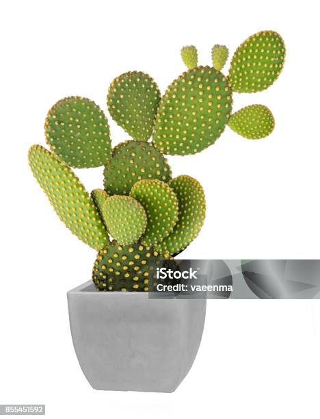 Opuntia 캐터스 흰색 바탕에 흰색 배경 0명에 대한 스톡 사진 및 기타 이미지 0명 과일 딸기 Istock