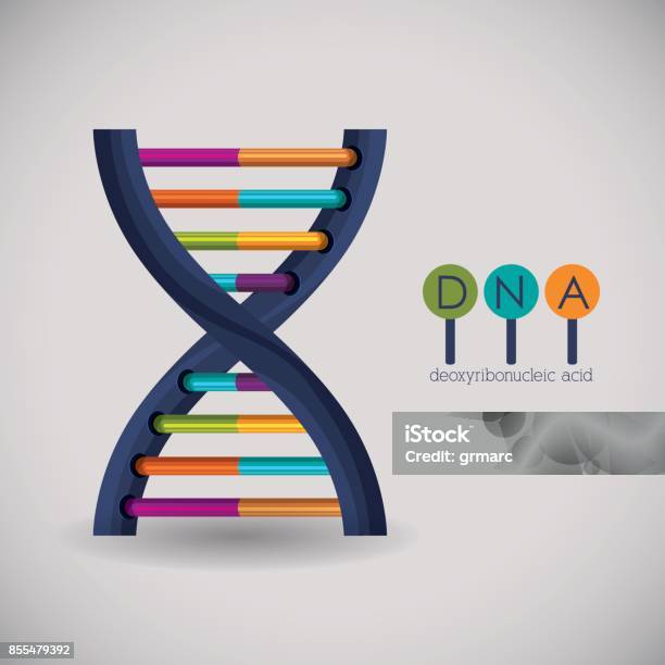 Dna 구조 염색체 디자인 Dna에 대한 스톡 벡터 아트 및 기타 이미지 Dna 건강관리와 의술 건강한 생활방식 Istock