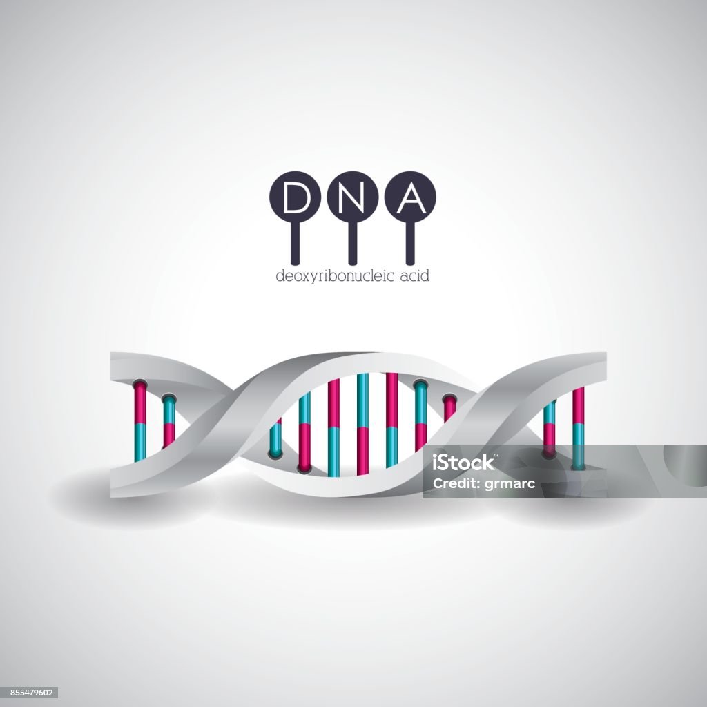 Dna 구조 염색체 디자인 줄기세포에 대한 스톡 벡터 아트 및 기타 이미지 줄기세포 Dna 건강관리와 의술 Istock