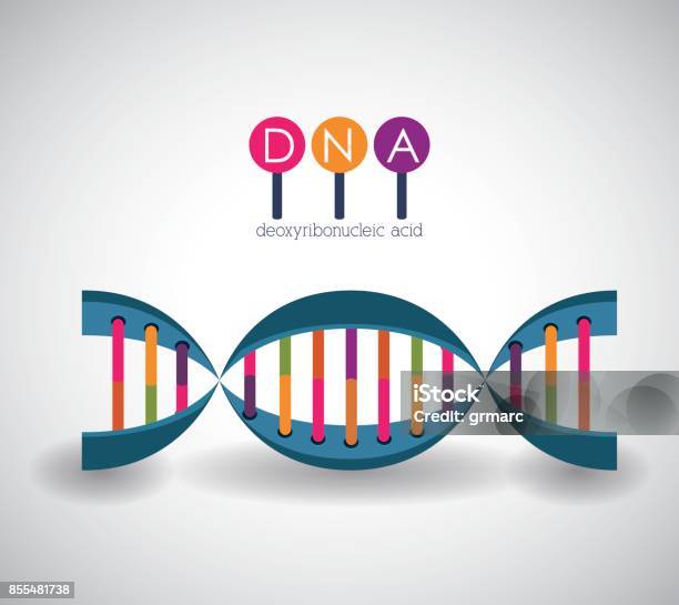 Dna 구조 염색체 디자인 Dna에 대한 스톡 벡터 아트 및 기타 이미지 Dna 건강관리와 의술 건강한 생활방식 Istock