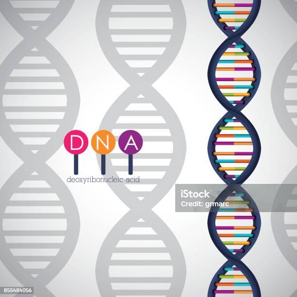 Dna 구조 염색체 디자인 Dna에 대한 스톡 벡터 아트 및 기타 이미지 Dna 건강관리와 의술 건강한 생활방식 Istock