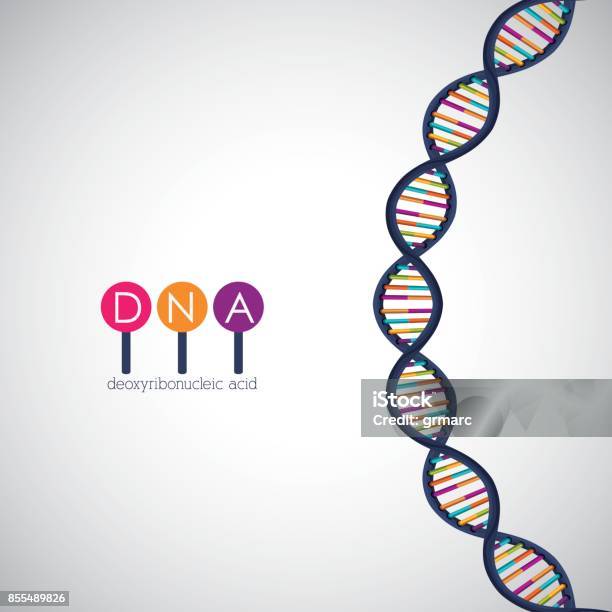 Dna 구조 염색체 디자인 Dna에 대한 스톡 벡터 아트 및 기타 이미지 Dna 건강관리와 의술 건강한 생활방식 Istock