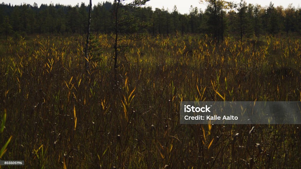 Tall Reeds Grass And Cattails Of An Overgrown Marsh Stock Photo ... Tall Reeds Grass And Cattails Of An Overgrown Marsh Stock Photo ...