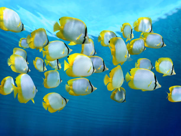Yellow Fish Pictures | Download Free Images on Unsplash