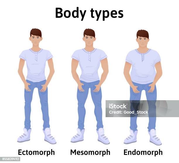 Ilustración De Constitución Del Cuerpo Humano Tipos De Cuerpo De Hombre