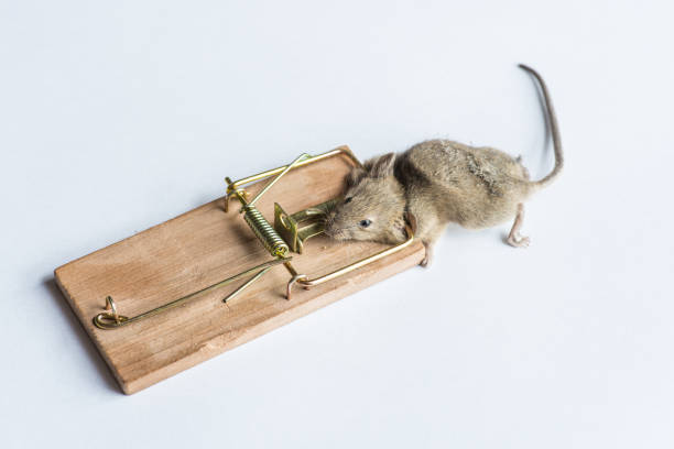 120+ Mouse Caught And Killed In A Mouse Trap Close Up Stock Photos ... 120+ Mouse Caught And Killed In A Mouse Trap Close Up Stock Photos ...