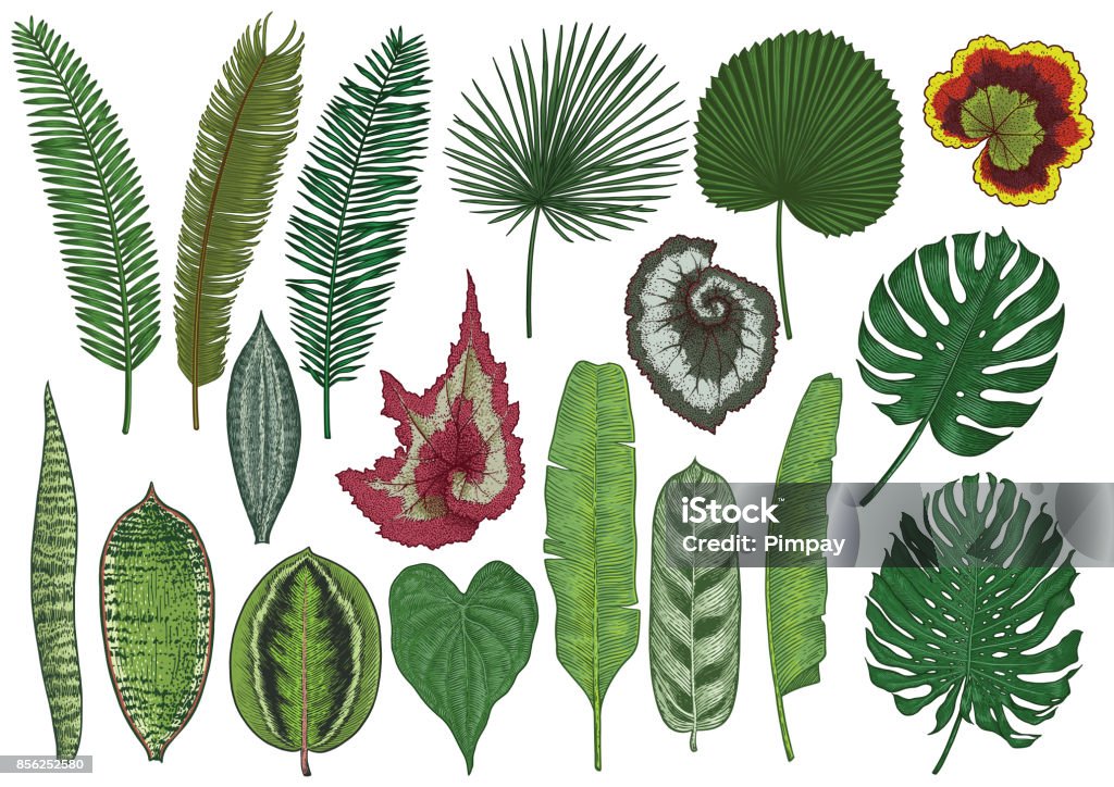 Ilustrasi Daun Tropis Gambar Ukiran Tinta Seni Garis Vektor Ilustrasi