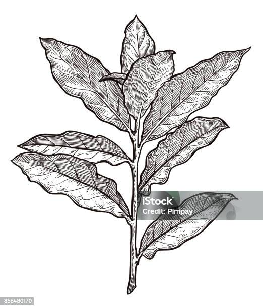 Ilustrasi Daun Salam Gambar Ukiran Tinta Seni Garis Vektor Ilustrasi