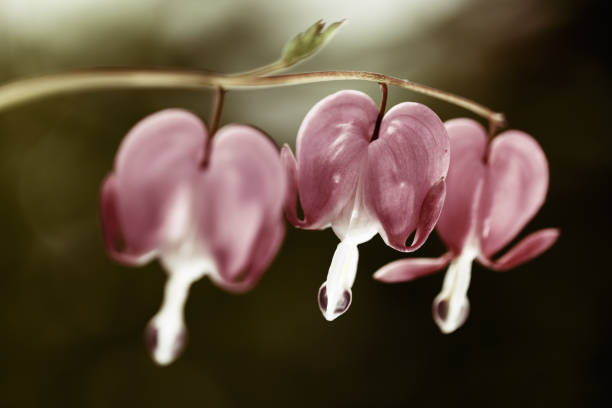 Watery Heart Flower Crying - Free photo on Pixabay