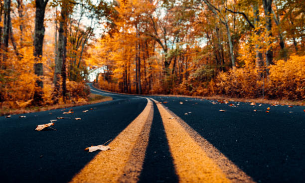 Autumn Road Pictures | Download Free Images on Unsplash