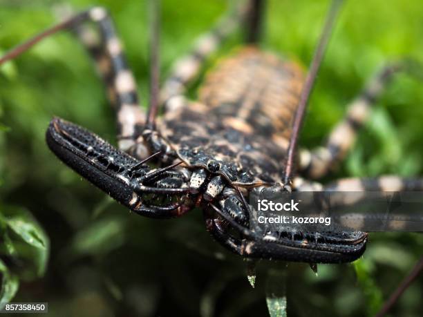 Labalaba Luar Biasa Amblypygi Fotografi Makro Satwa Liar Foto Stok ... Labalaba Luar Biasa Amblypygi Fotografi Makro Satwa Liar Foto Stok ...