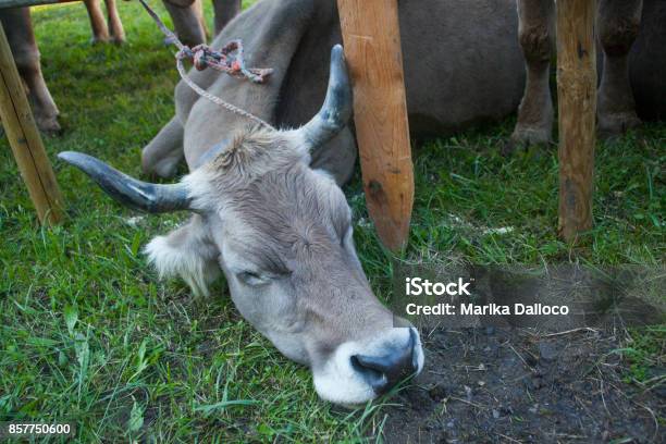 Sapi Tidur Di Pameran Ternak Gambar Foto Stok Foto Stok - Unduh Gambar ... Sapi Tidur Di Pameran Ternak Gambar Foto Stok Foto Stok - Unduh Gambar ...