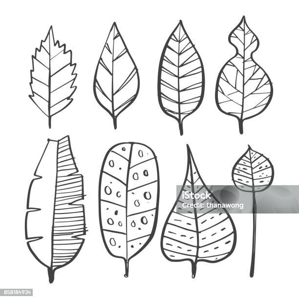 Ilustración de Mano Dibuja Varias Clases De Conjunto De Hojas Vector ... Ilustración de Mano Dibuja Varias Clases De Conjunto De Hojas Vector ...