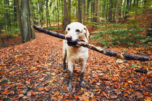 Dog In Forest Pictures | Download Free Images on Unsplash