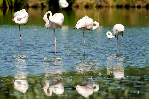 4 플라밍고 Camargue 국립 공원 프랑스에서 행에 1 개의 다리에 서 서 한쪽 다리로 서 있음에 대한 스톡 사진 및 기타