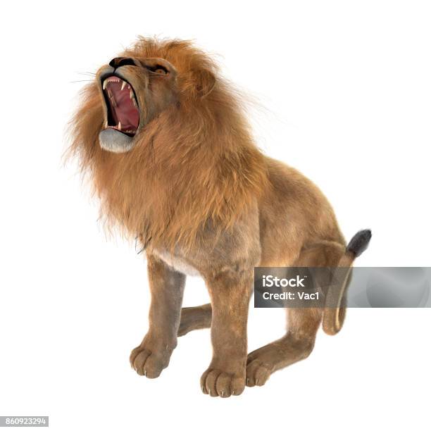 3d 렌더링 화이트에 남자 사자 사자에 대한 스톡 사진 및 기타 이미지 사자 으르렁거리다 0명 Istock