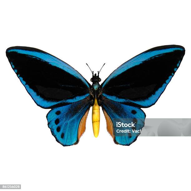 3d 렌더링 나비 Onwhite 나비에 대한 스톡 사진 및 기타 이미지 나비 시료 홀더 0명 Istock